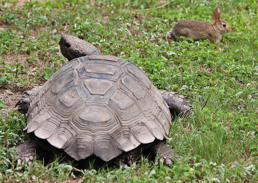 The Tortoise and the Hare Photograph by Paulette Thomas | Pixels