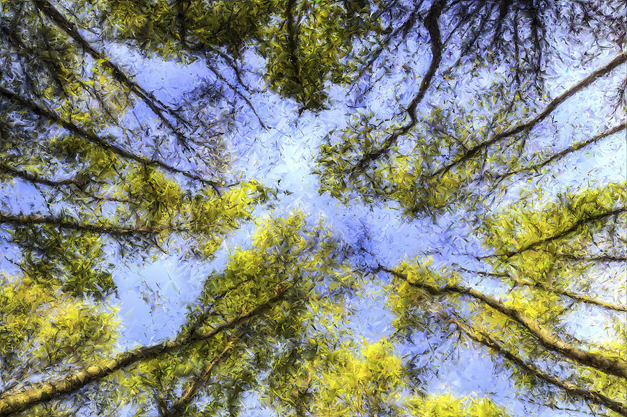The Tree Canopy Art Digital Art by David Pyatt - Fine Art America