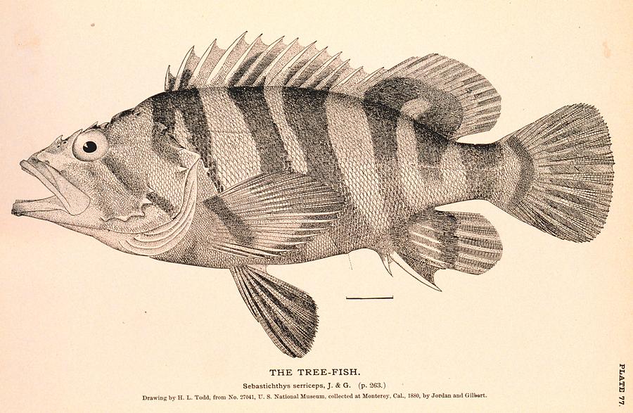 The Tree Fish Drawing by Brian Long - Pixels