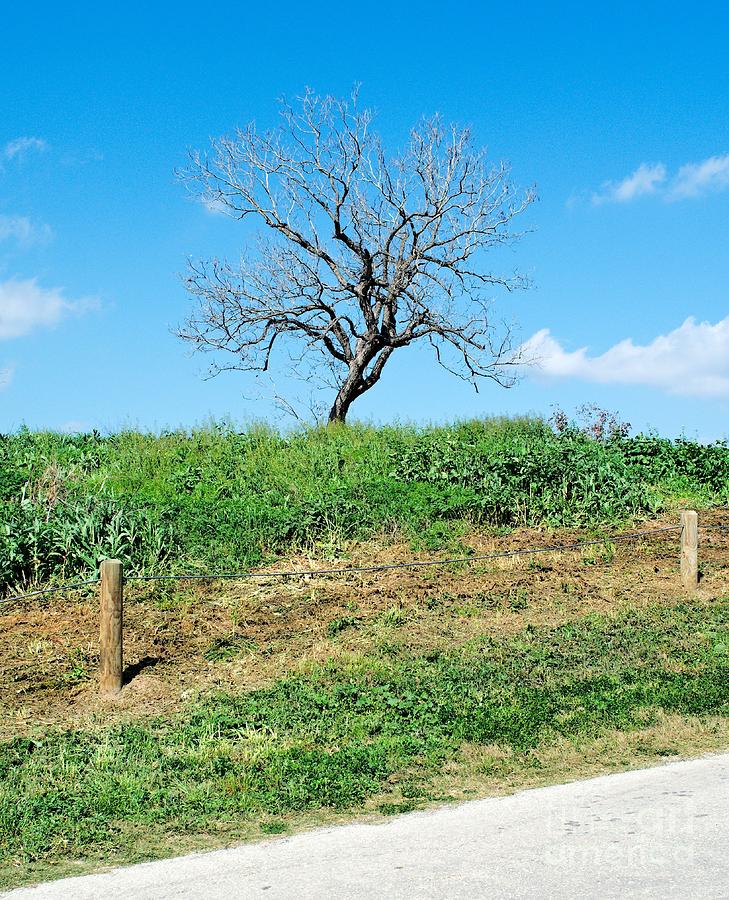 The Tree on the Hill Photograph by Gary Richards - Pixels
