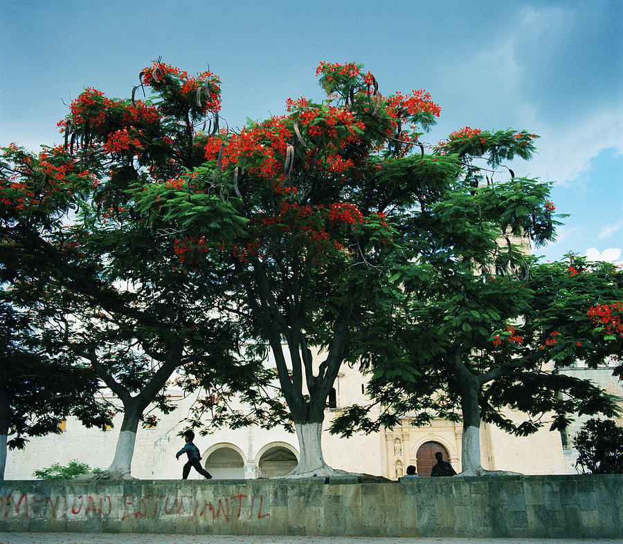 The Tree In Mexico Photograph by Shaun Higson - Pixels