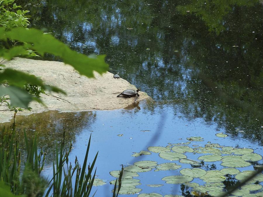 The Turtle Photograph by Bruce Dall - Pixels