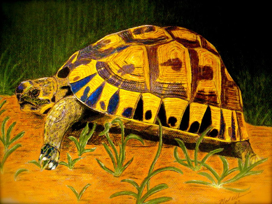 The Turtle Painting by Mark Whitehead - Fine Art America
