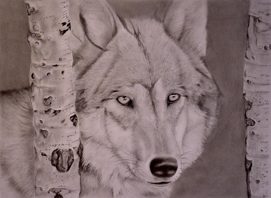 The watcher Drawing by Darryl Linquist - Fine Art America