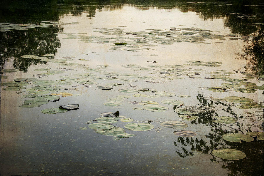 The Way of the Lily Pads Photograph by Kate Houlne - Fine Art America