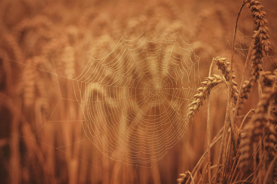 The Web Photograph by Perry Wunderlich - Fine Art America