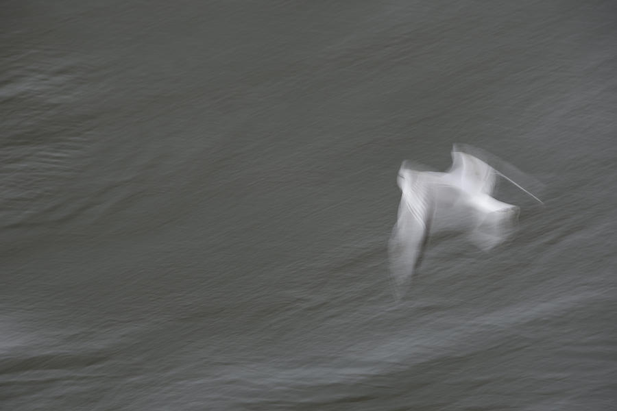 The white fly Photograph by Patrick Kessler | Pixels