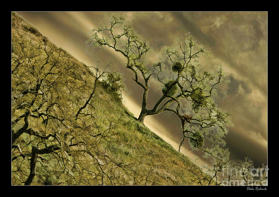 The Wicked Tree Photograph by Blake Richards | Fine Art America