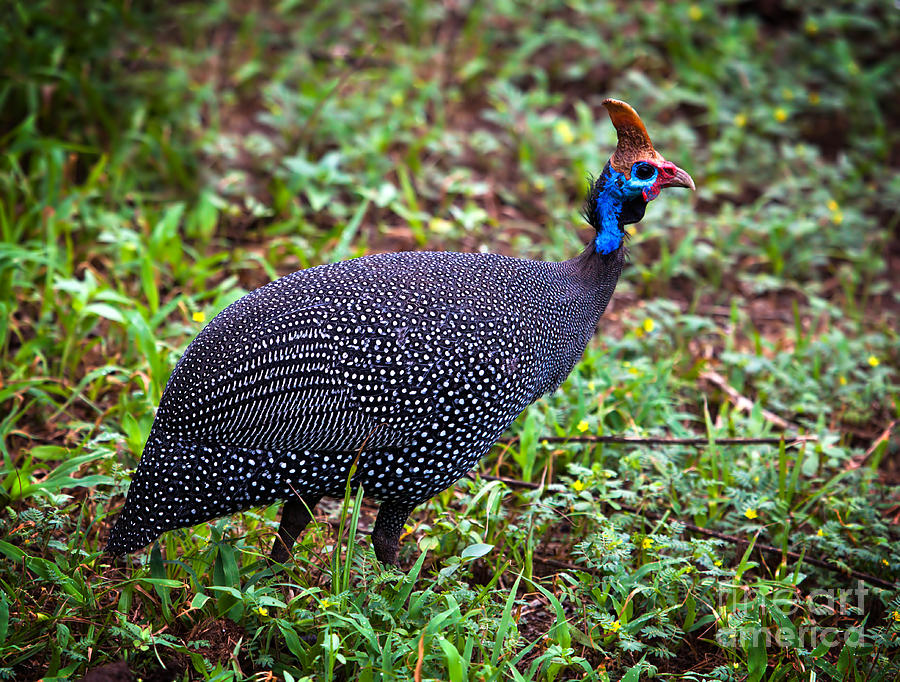 The Wild Helmeted Guineafowl In Africa Photograph by Michal Bednarek