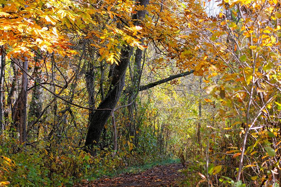 The Y Tree Photograph by Rebecca Reed