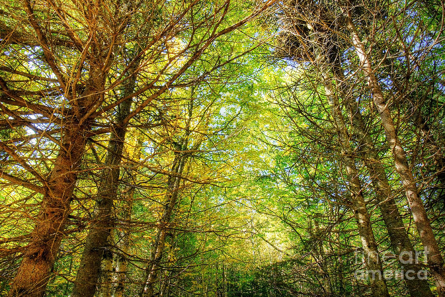 Thick forest hdr Photograph by Sylvie Bouchard - Fine Art America
