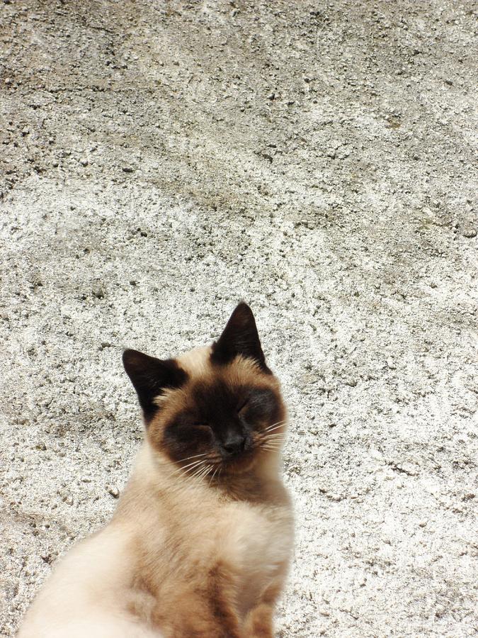 Thinker Cat Photograph by Donatella Muggianu - Fine Art America