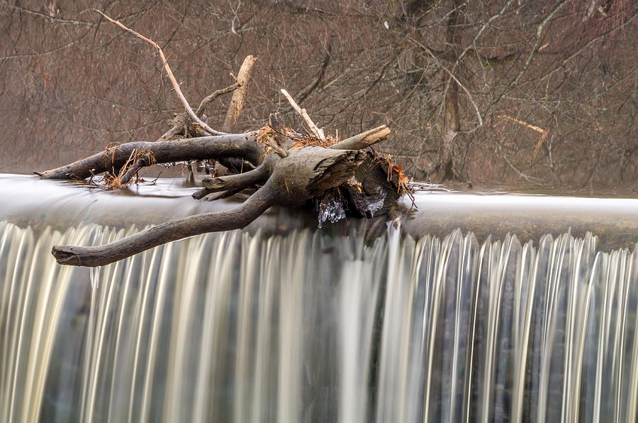 This Old Tree Photograph by Stroudwater Falls Photography - Fine Art ...