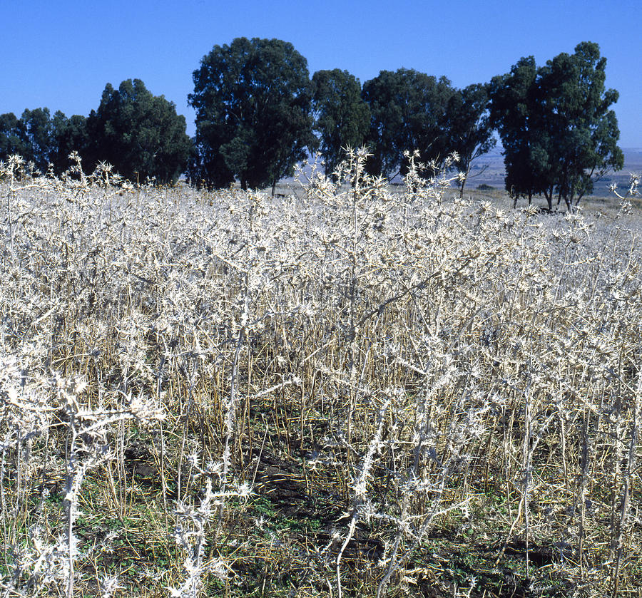 Thistle Photograph by Daniel Blatt - Fine Art America