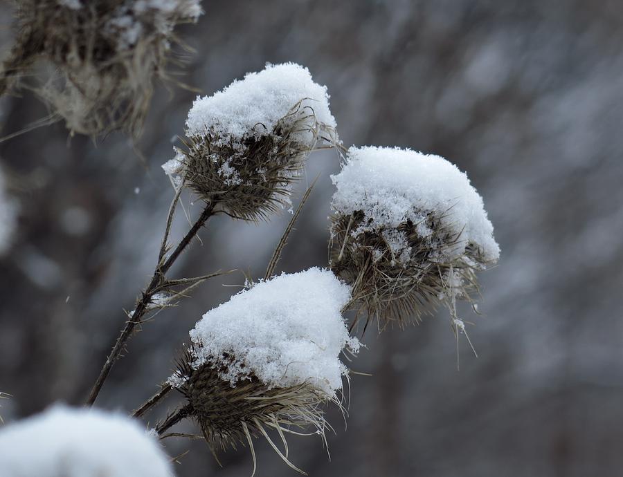 Thistle Heads2 Photograph by Tim Beebe - Fine Art America