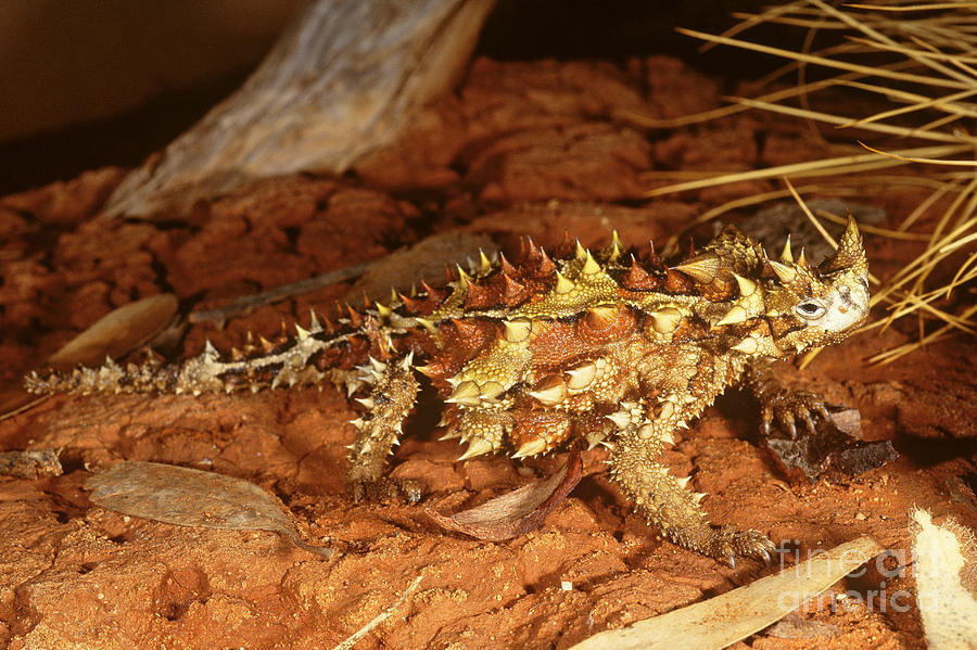 Thorny Devil Drawing