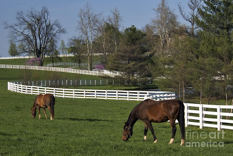 Thoroughbred Spring - D000910 Photograph by Daniel Dempster - Fine Art ...
