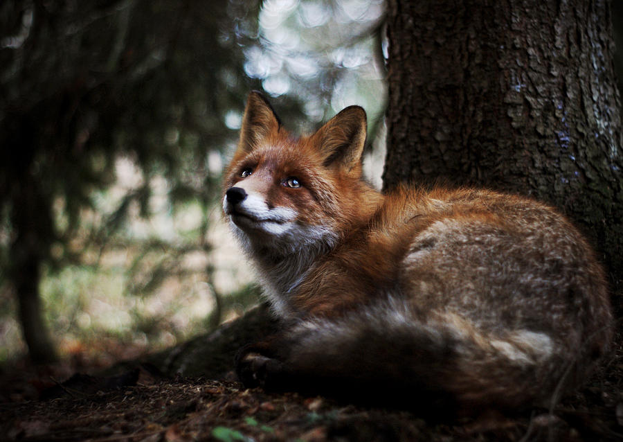 Thoughtful fox Photograph by Nisse Rantala - Fine Art America