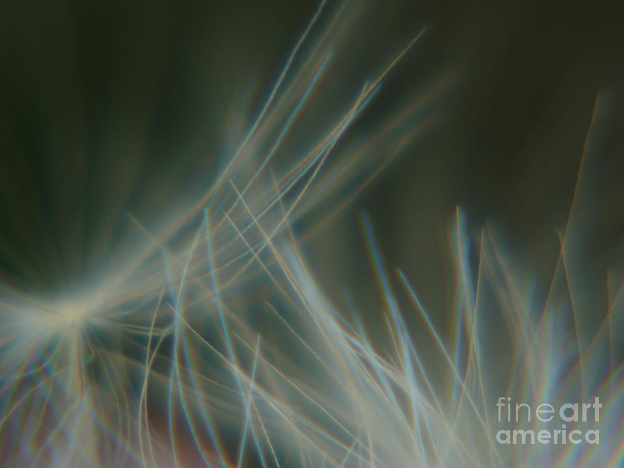 Threads of Light Photograph by Kathy Langhorn - Fine Art America