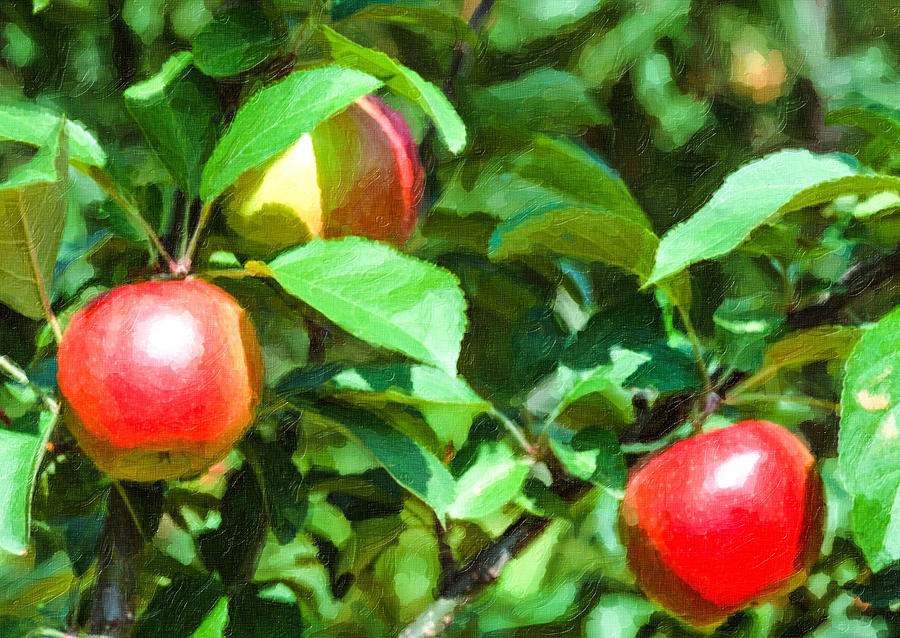 Three apple on tree Painting by Jeelan Clark - Fine Art America
