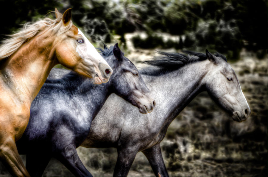 Three as One Photograph by Roch Hart - Fine Art America