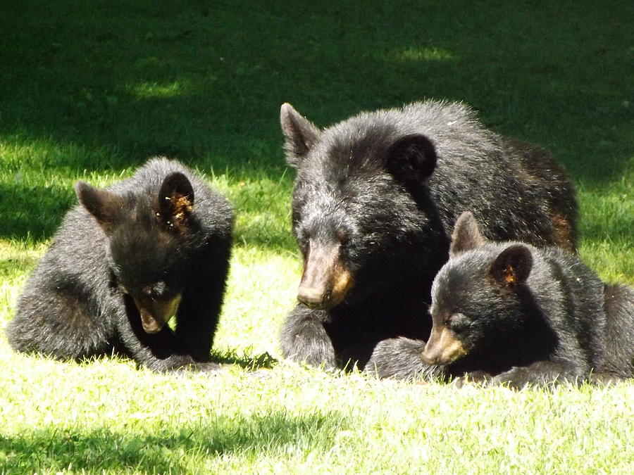 Three Bears Photograph by Cheryl King - Pixels