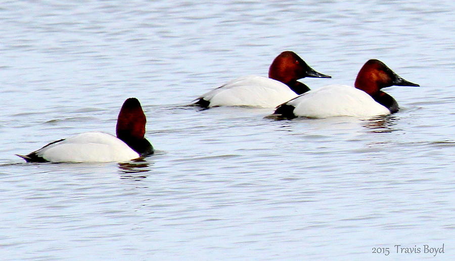 Three Canvasbacks Photograph by Travis Boyd - Fine Art America