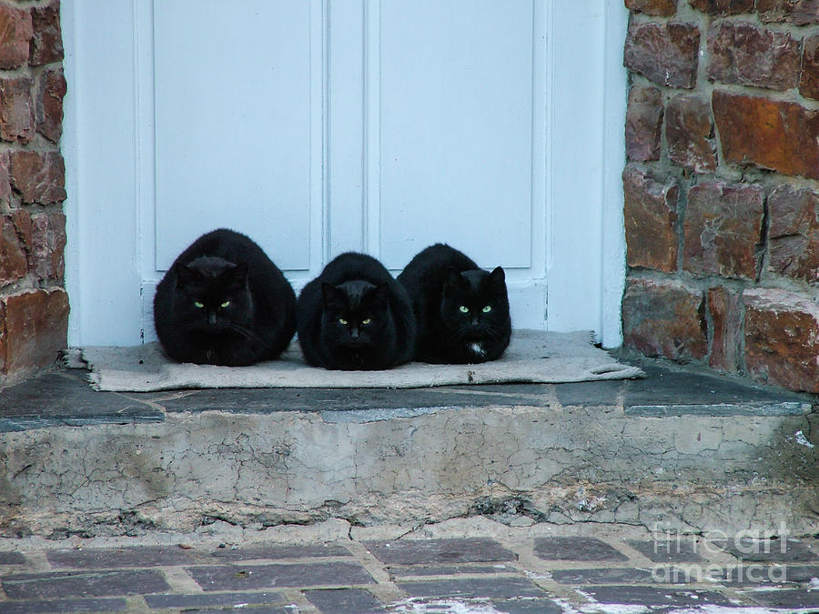Three cats guarding the door Photograph by Brothers Beerens - Fine Art ...