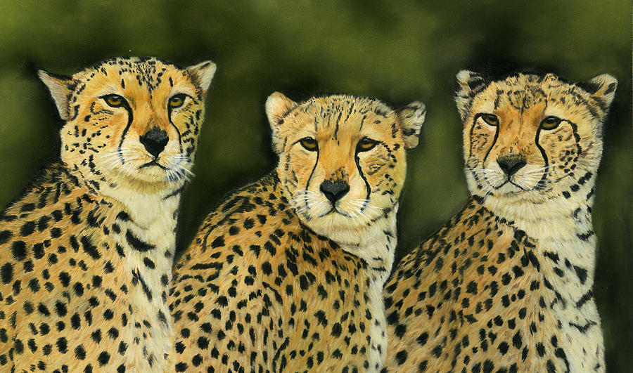 Three Cheetahs Painting by Sarah Dowson - Fine Art America