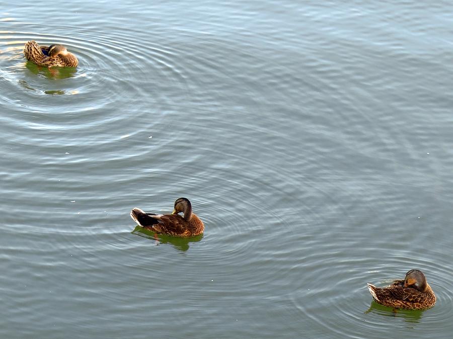 Three Ducks in a Row Photograph by Devina Browning