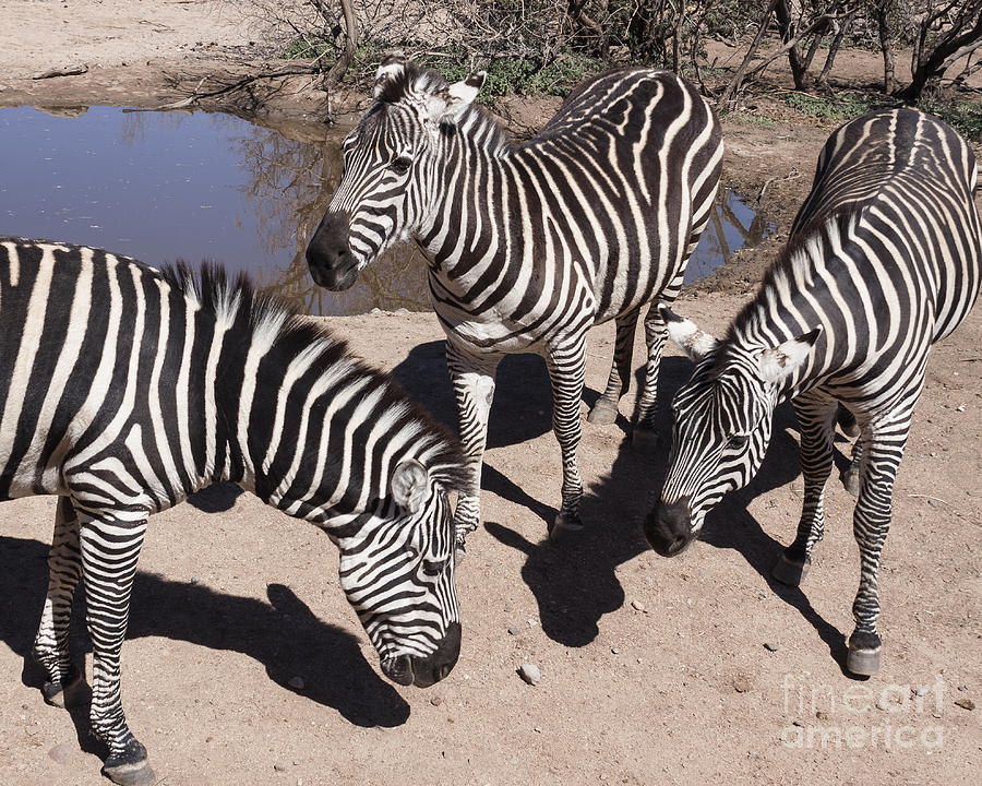 Three Is A Crowd Zebras Photograph by Janice Pariza - Fine Art America