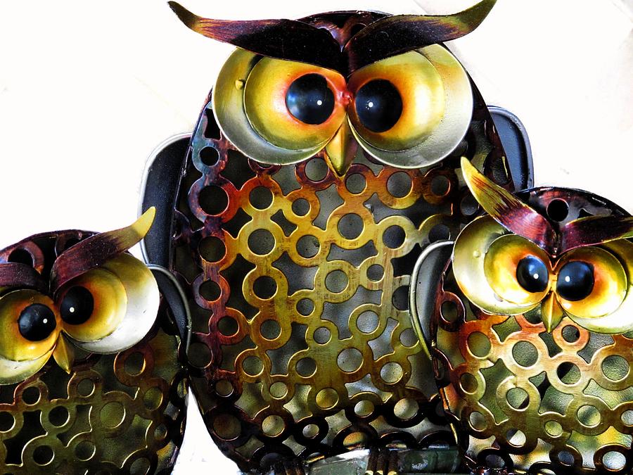 Three Owls Photograph by David Rich - Fine Art America