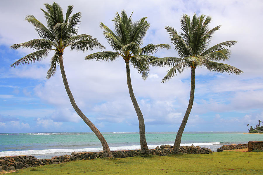 Three Palm Trees by Daniela Duncan