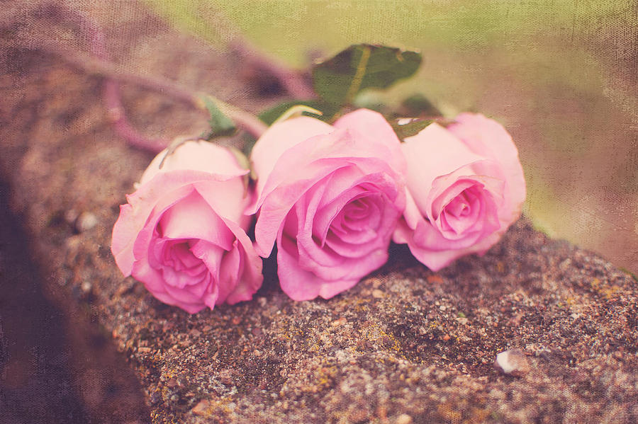 Three Pink Roses Photograph by Katie Cawood - Fine Art America