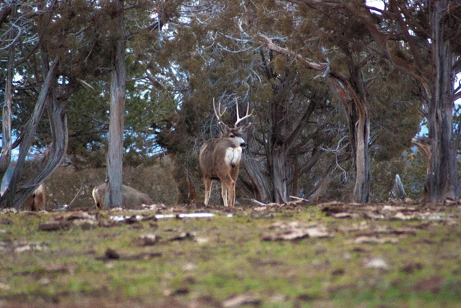 Three Point Mule Deer Buck Photograph by John Wright