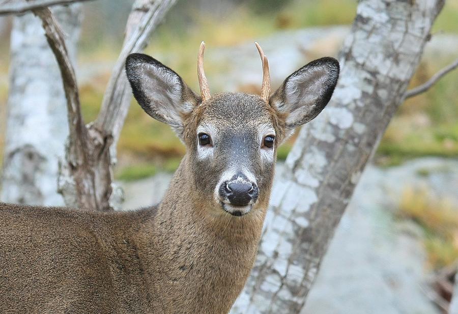 Three Pointer Photograph by Donald Cramer - Fine Art America
