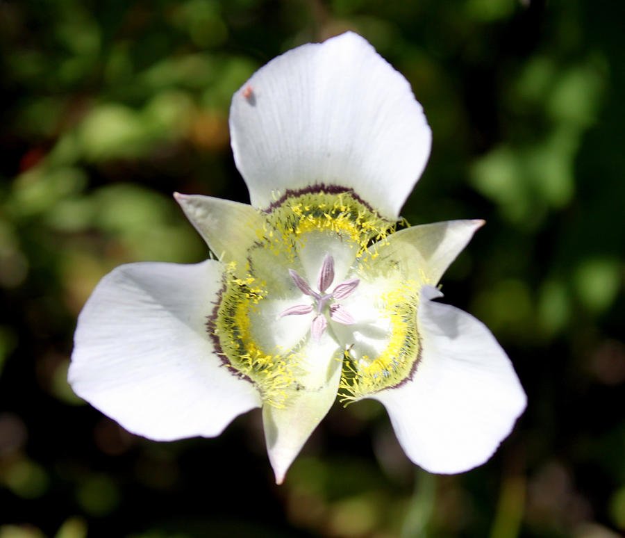 Three Photograph by Ronald Conlin - Fine Art America