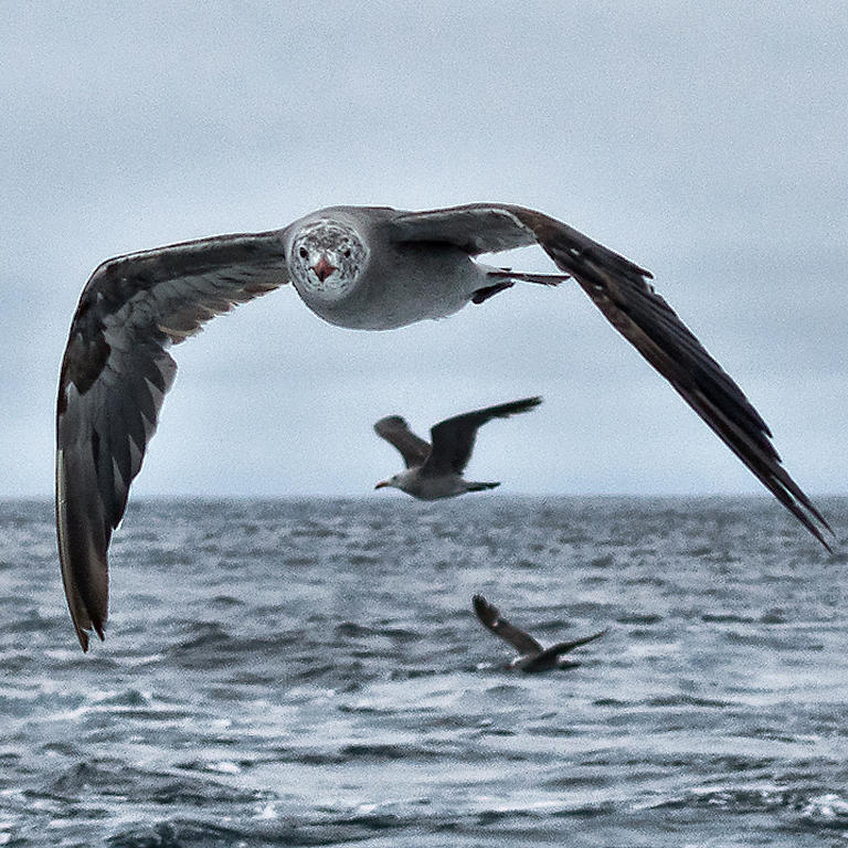Three Seagulls Photograph by Eric Bjerke - Pixels