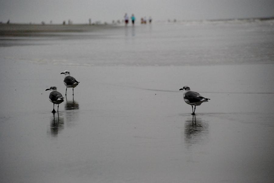 Three Seagulls Photograph by Gail Becker - Fine Art America