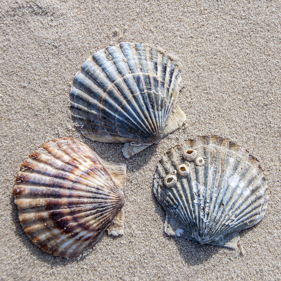 Three Shells Photograph by Cathy Kovarik - Fine Art America
