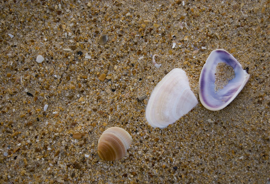 Three Shells on the Beach Photograph by Heather Provan | Fine Art America