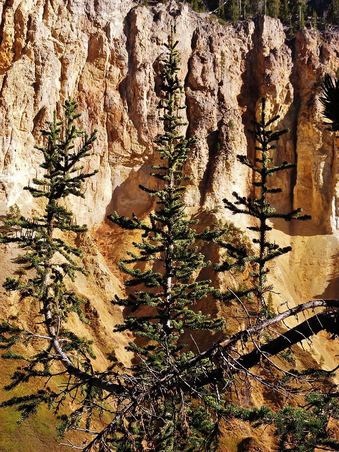 Three Spruce Trees Photograph by CL Redding - Fine Art America