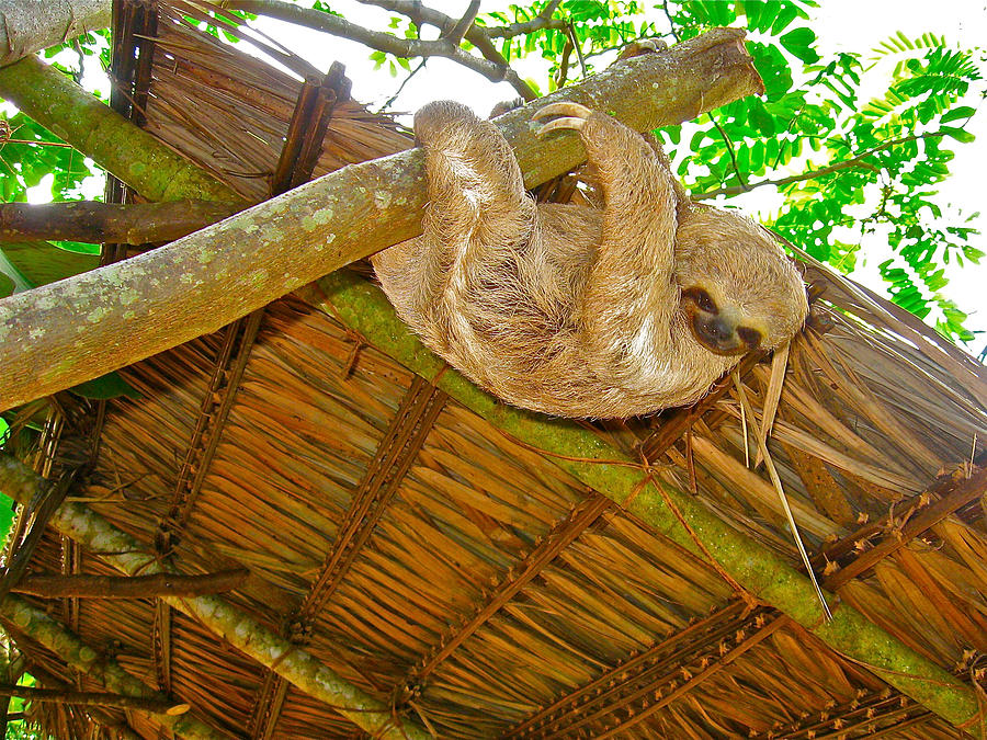 Three-toed Sloth on a Tree Limb in Amazon Jungle of Peru Photograph by ...