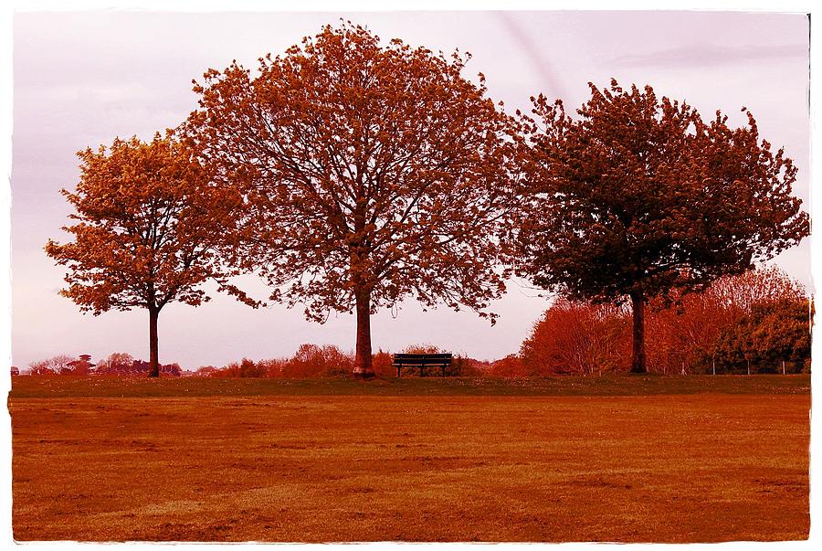 Three Trees Photograph by Anthony Slade - Fine Art America