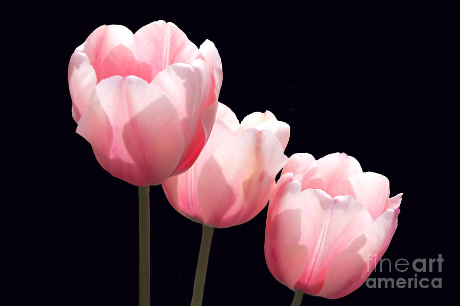 Three Two Lips Photograph by Debra Orlean - Fine Art America