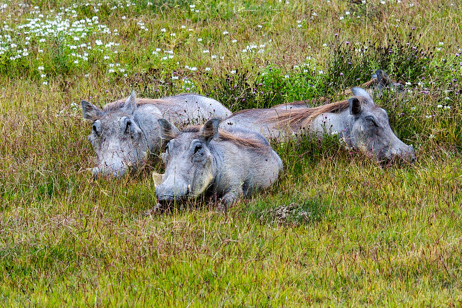 Three Warthogs Photograph by Marc Levine - Fine Art America