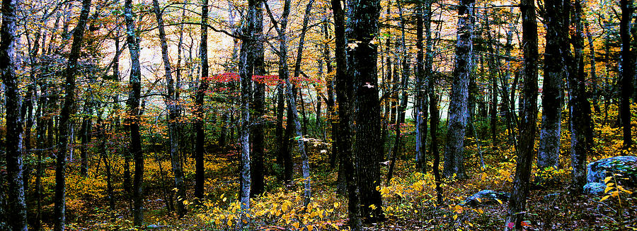 Thrillingly Romantic Photograph by David Walker - Fine Art America