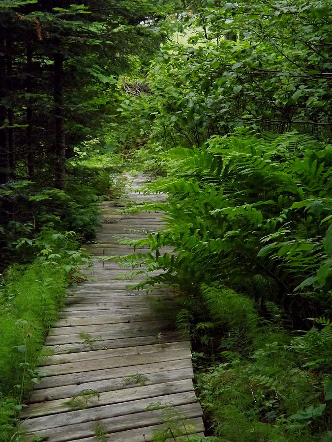Through The Forest Photograph by Tanya Arends - Fine Art America