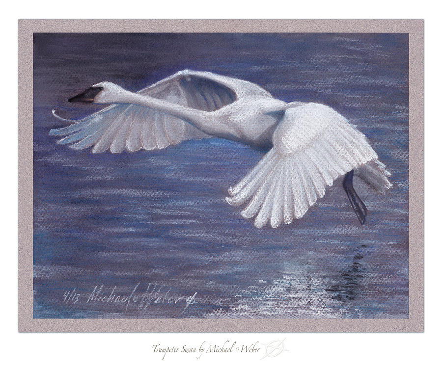 Thrumpeter Swan Drawing by Michael Weber | Fine Art America