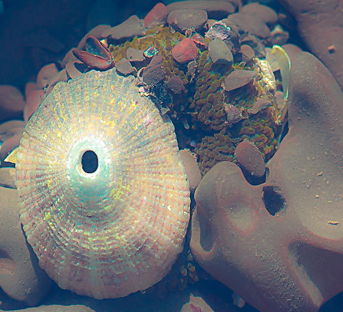 Tidal Shells Photograph by Roger Elliott - Pixels